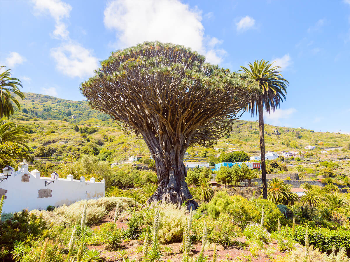 Tenerife Meditation Tour